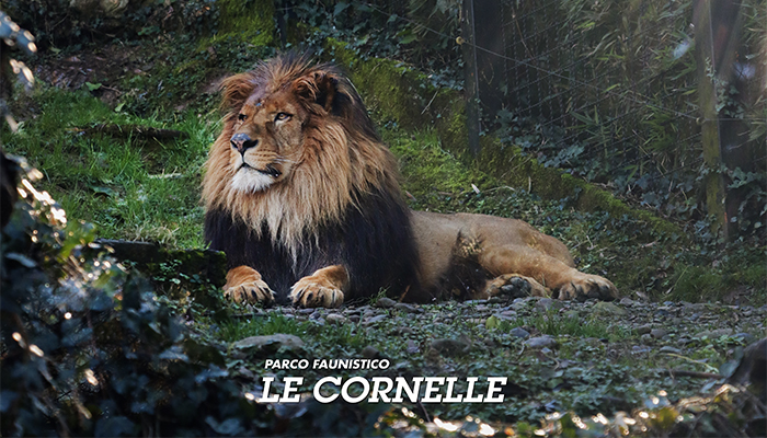 PARCO FAUNISTICO LE CORNELLE-VALBREMBO-BERGAMO